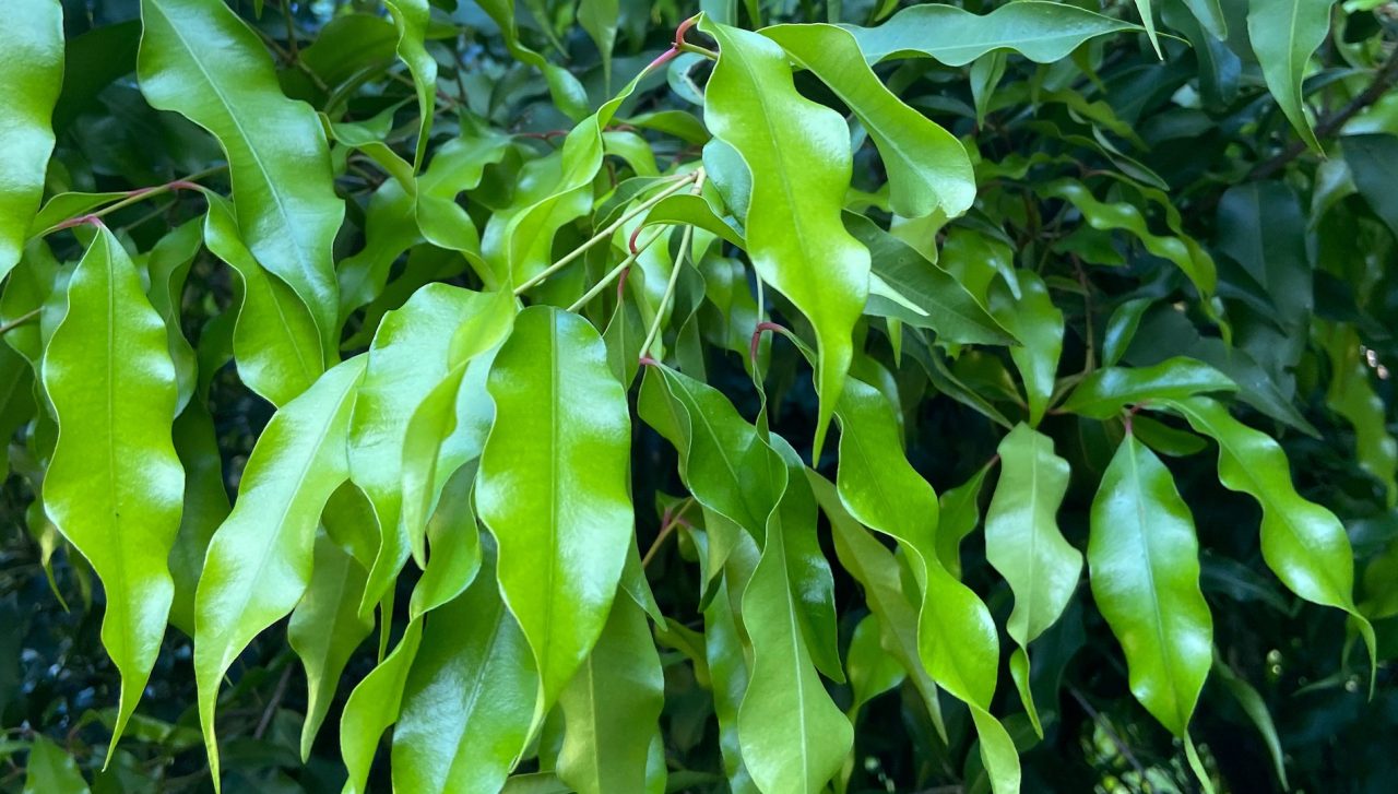 Aniseed Myrtle - Bent Shed Produce