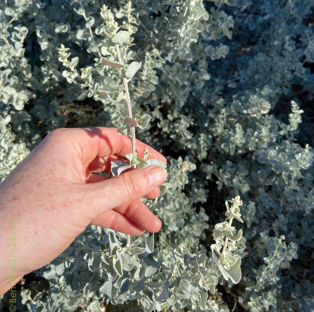 Saltbush - Bent Shed Produce