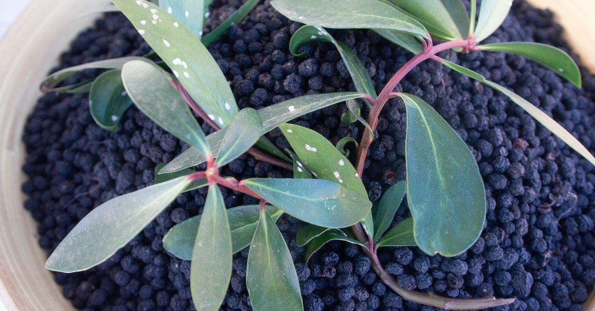 About Bent Shed Produce – Australian native produce farm