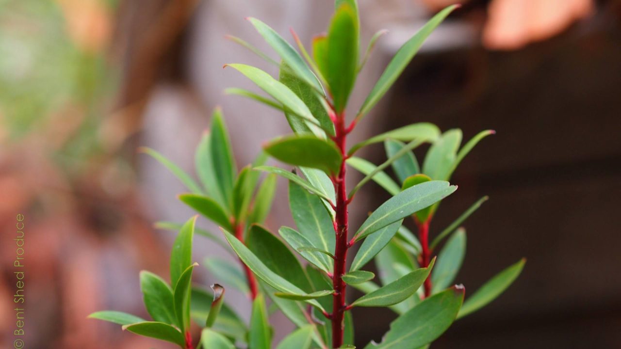 Native Pepper - Bent Shed Produce