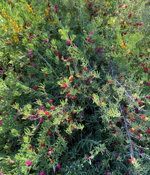 Saltbush - Bent Shed Produce