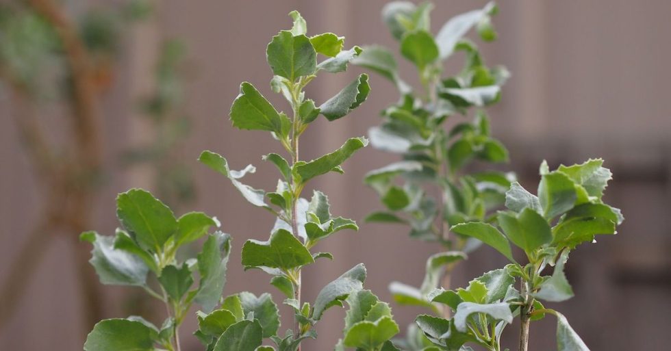 Saltbush - Bent Shed Produce